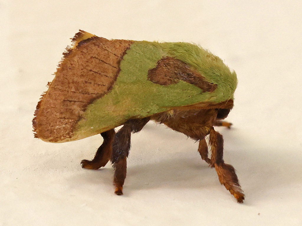 Plum-slug from Grootfontein, Bosveld, South Africa on April 3, 2021 at ...