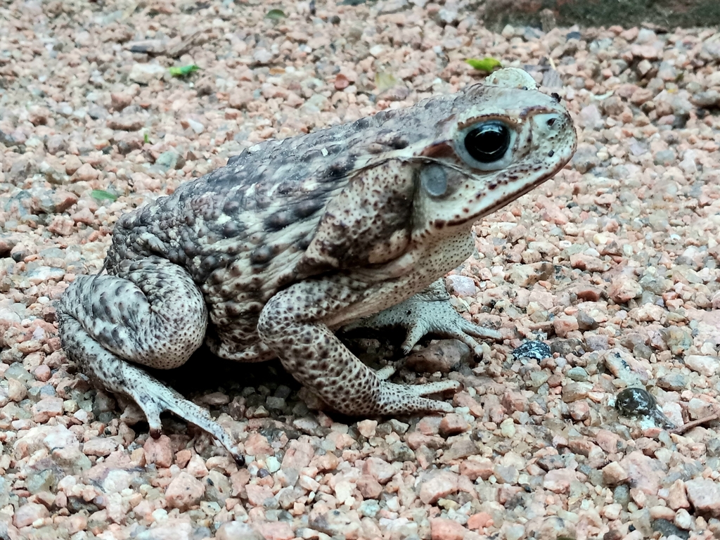 Giant Toad from McAllen, TX 78503, USA on April 26, 2022 at 07:39 AM by ...