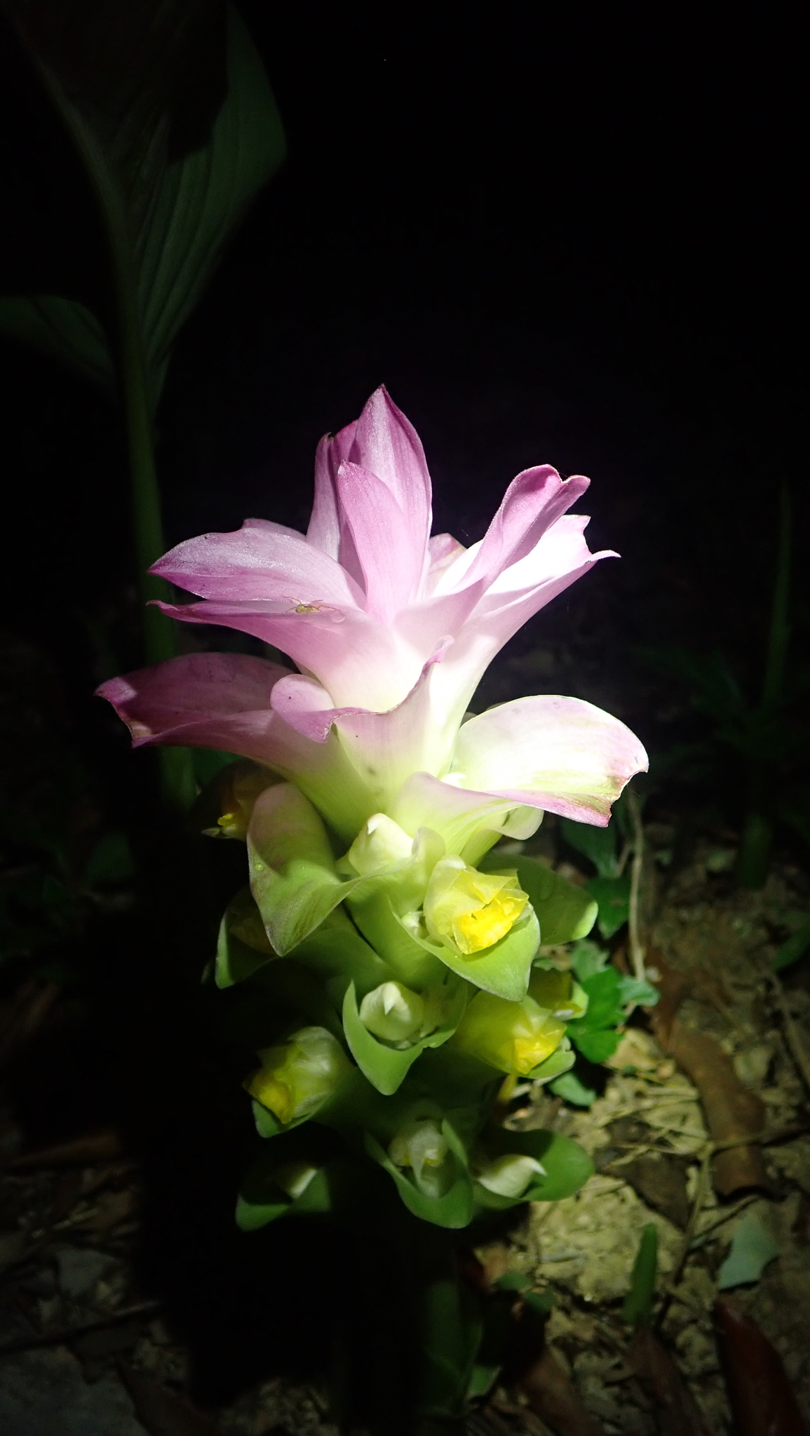 Curcuma L.