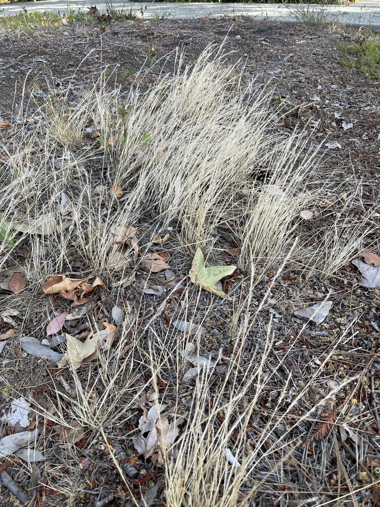 slender wheat grass from California State University, East Bay, Hayward ...