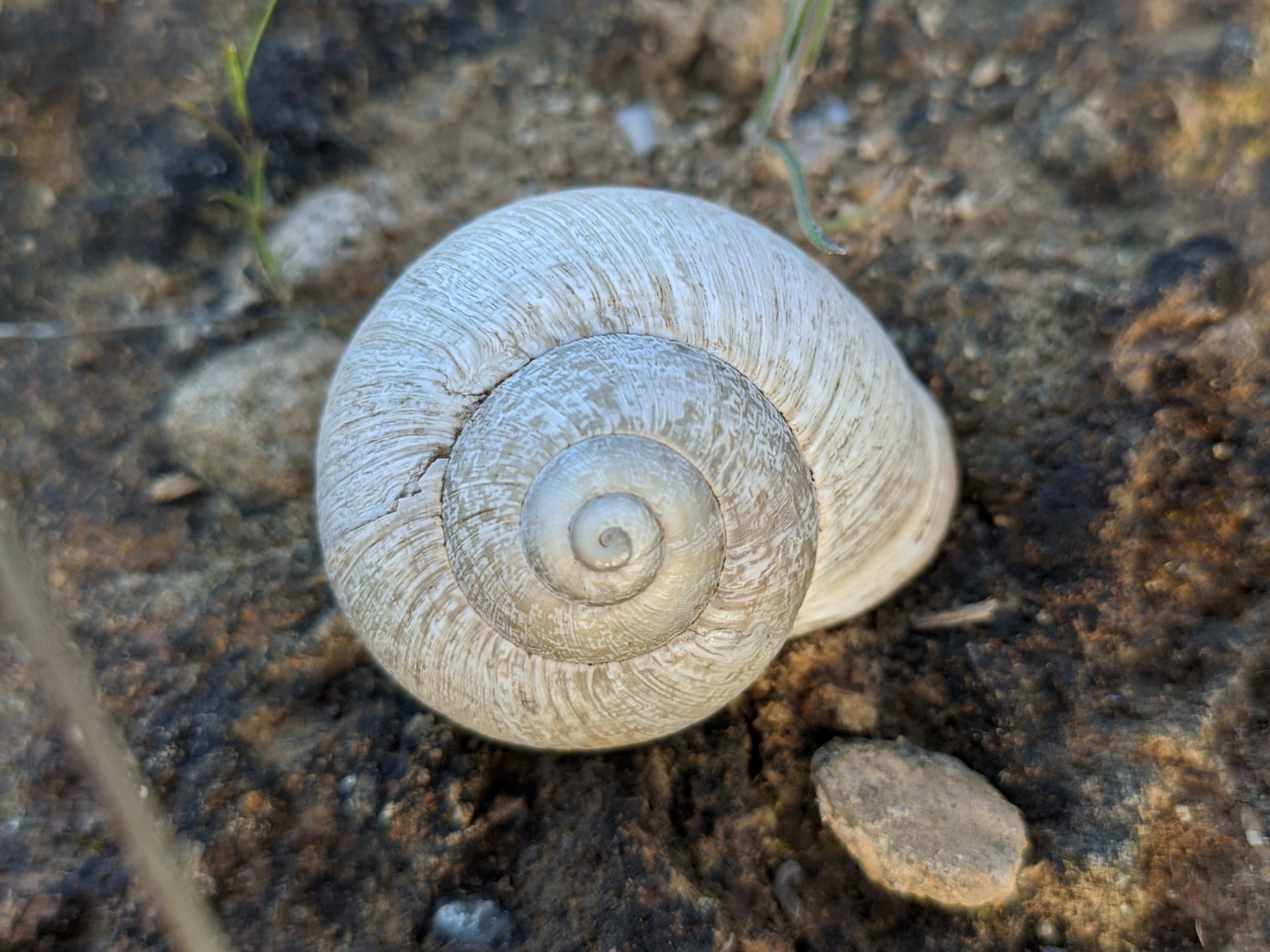 Iberus alonensis (A.Férussac, 1821)