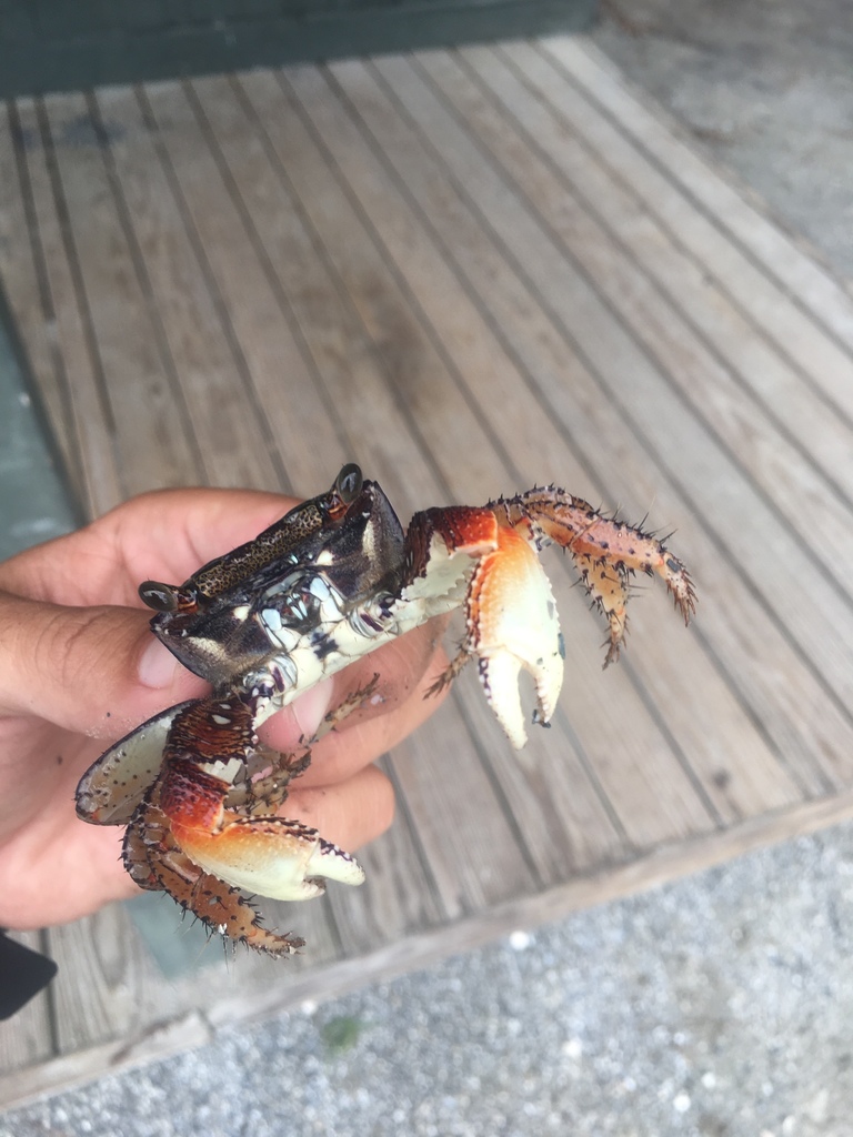 Mangrove Root Crab from Kiawah Island Club, Kiawah Island, SC, US on ...