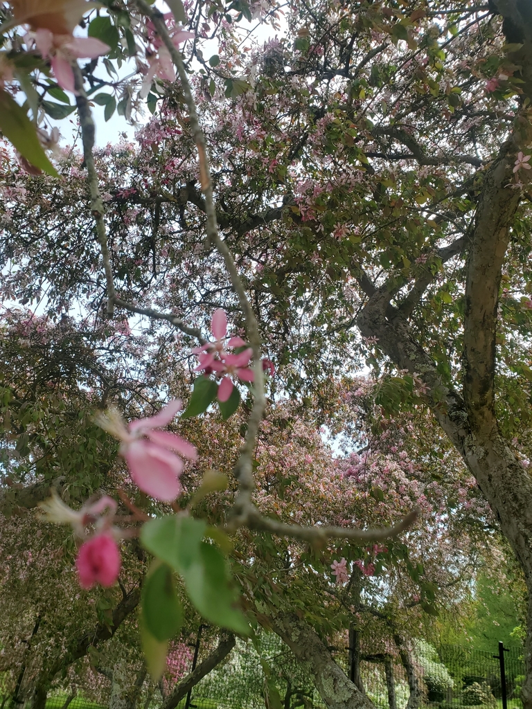 plums, cherries, and allies from Holmdel, NJ, USA on April 26, 2022 at ...