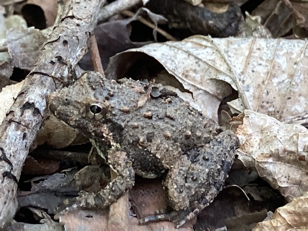 Blanchard's Cricket Frog from Fort Worth Nature Center & Refuge, Fort ...