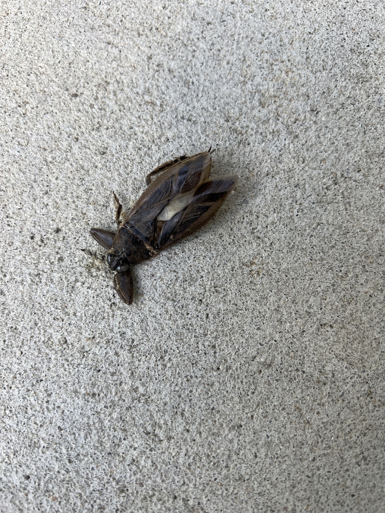 Uhler's Giant Water Bug from Georgia Southern University, Statesboro ...