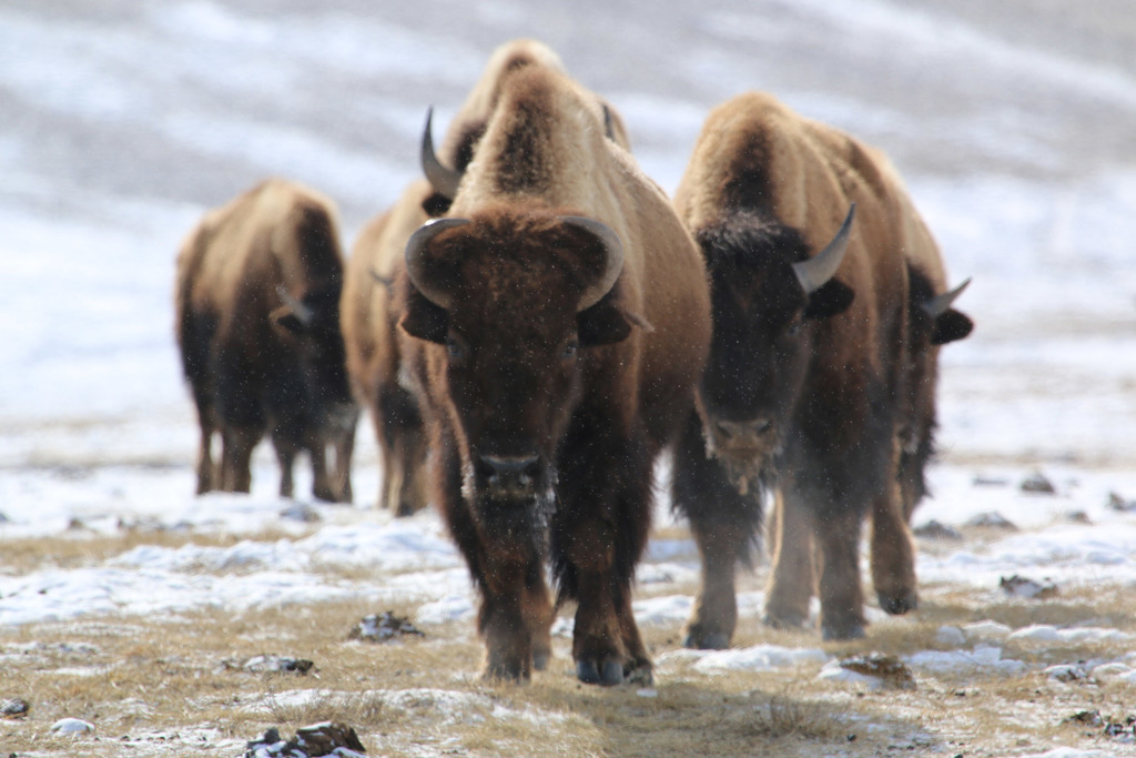 Even-toed Ungulates and Cetaceans (Artiodactyla) - Know Your Mammals
