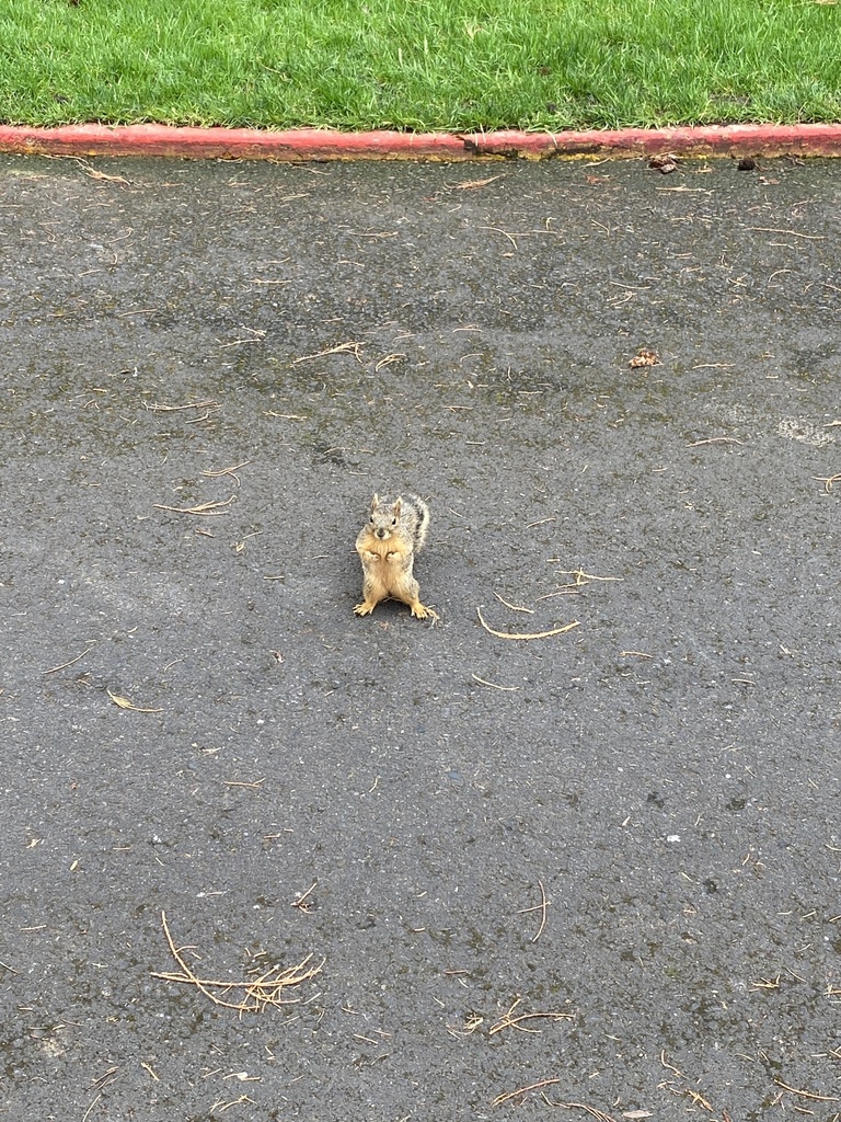 Fox Squirrel from University of Oregon, Eugene, OR, US on March 04 ...