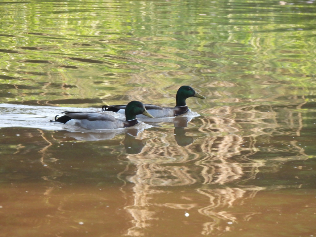 Mallard from West Arlington, Arlington, TX, USA on April 26, 2022 at 07 ...