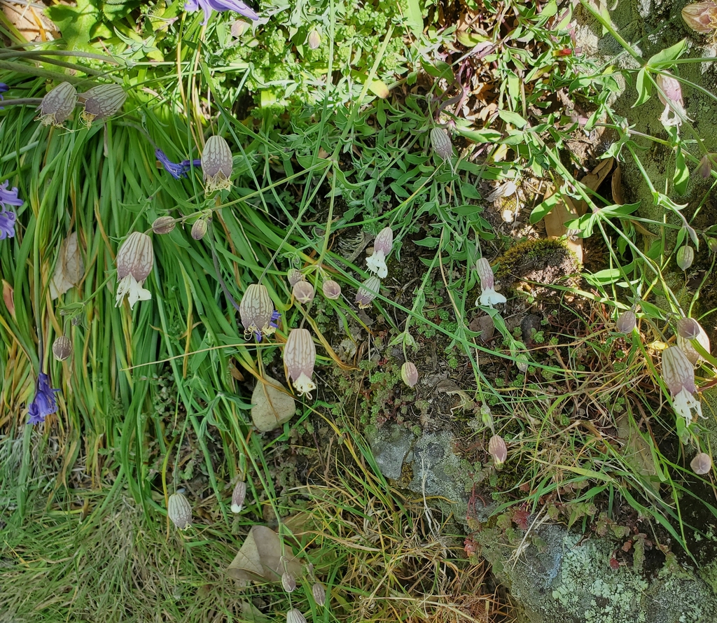 Sheep's-bit from St Martin, Jersey on April 25, 2022 at 02:06 PM by c ...