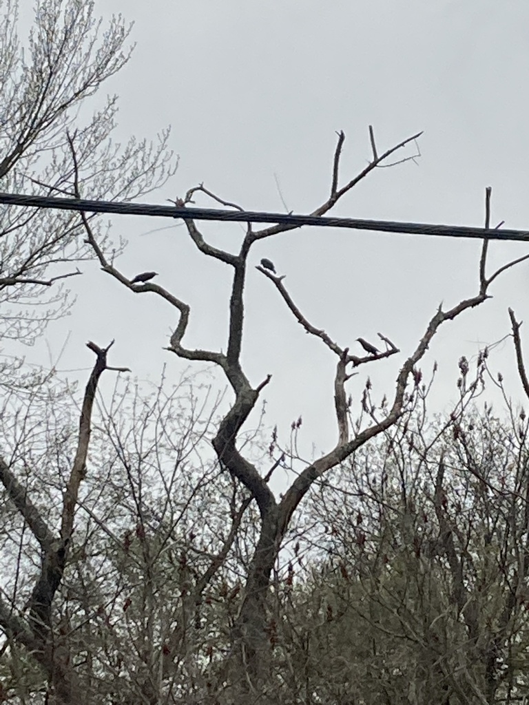 American Crow from Oakland Ave, Indiana, PA, US on April 26, 2022 at 02 ...