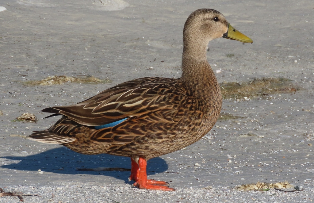 Mallard × Mottled Duck from Bowditch Point Park, Fort Myers Beach, FL ...