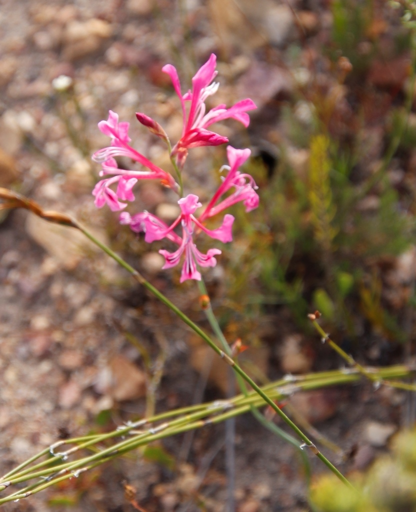 Pink Reedpipe from Renosterveld trail, upper ridge, e of Greyton, e of ...