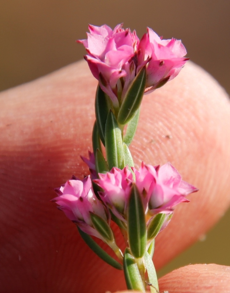 Purpletip Heath from Renosterveld trail, upper ridge, e of Greyton, e ...