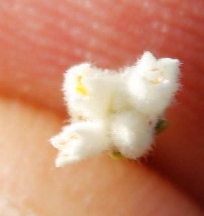 Lachnaea greytonensis from Renosterveld trail, upper gulley steep ...