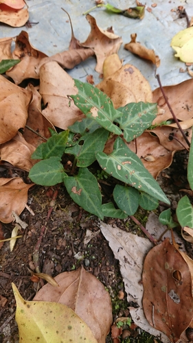 Fallopia multiflora · iNaturalist