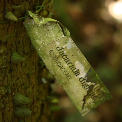Jacaratia digitata (Poepp. & Endl.) Solms