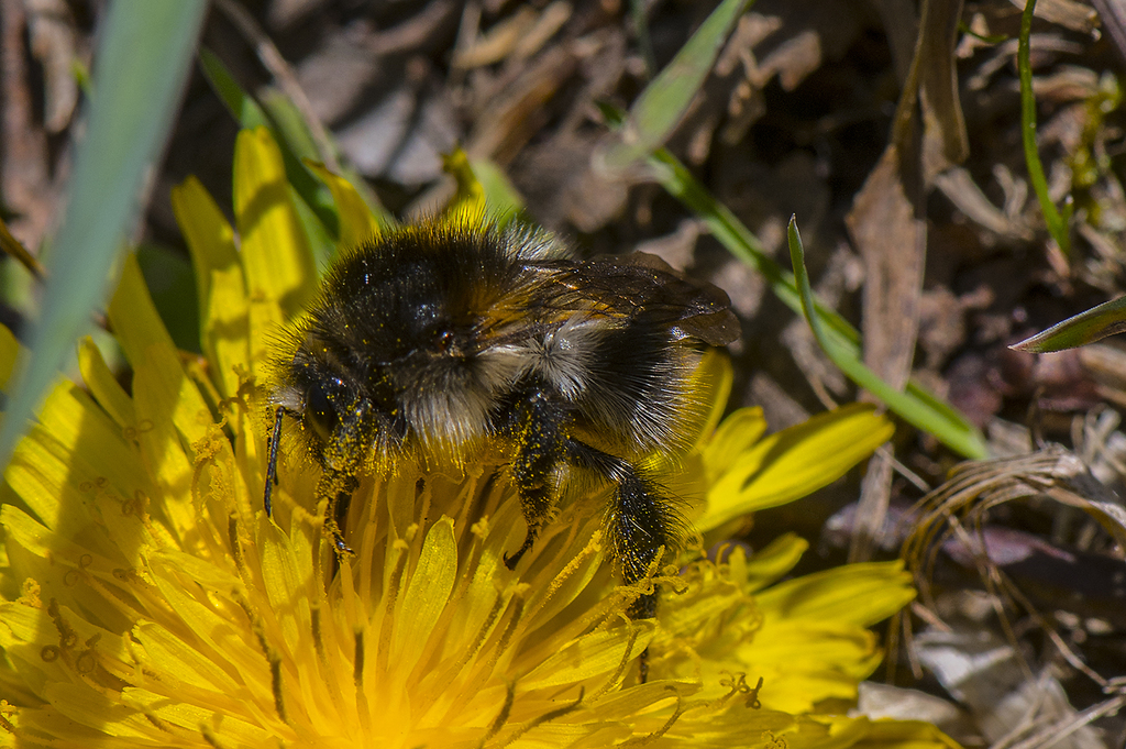 Common Carder Bumble Bee from 4700 Næstved, Danmark on April 25, 2022 ...