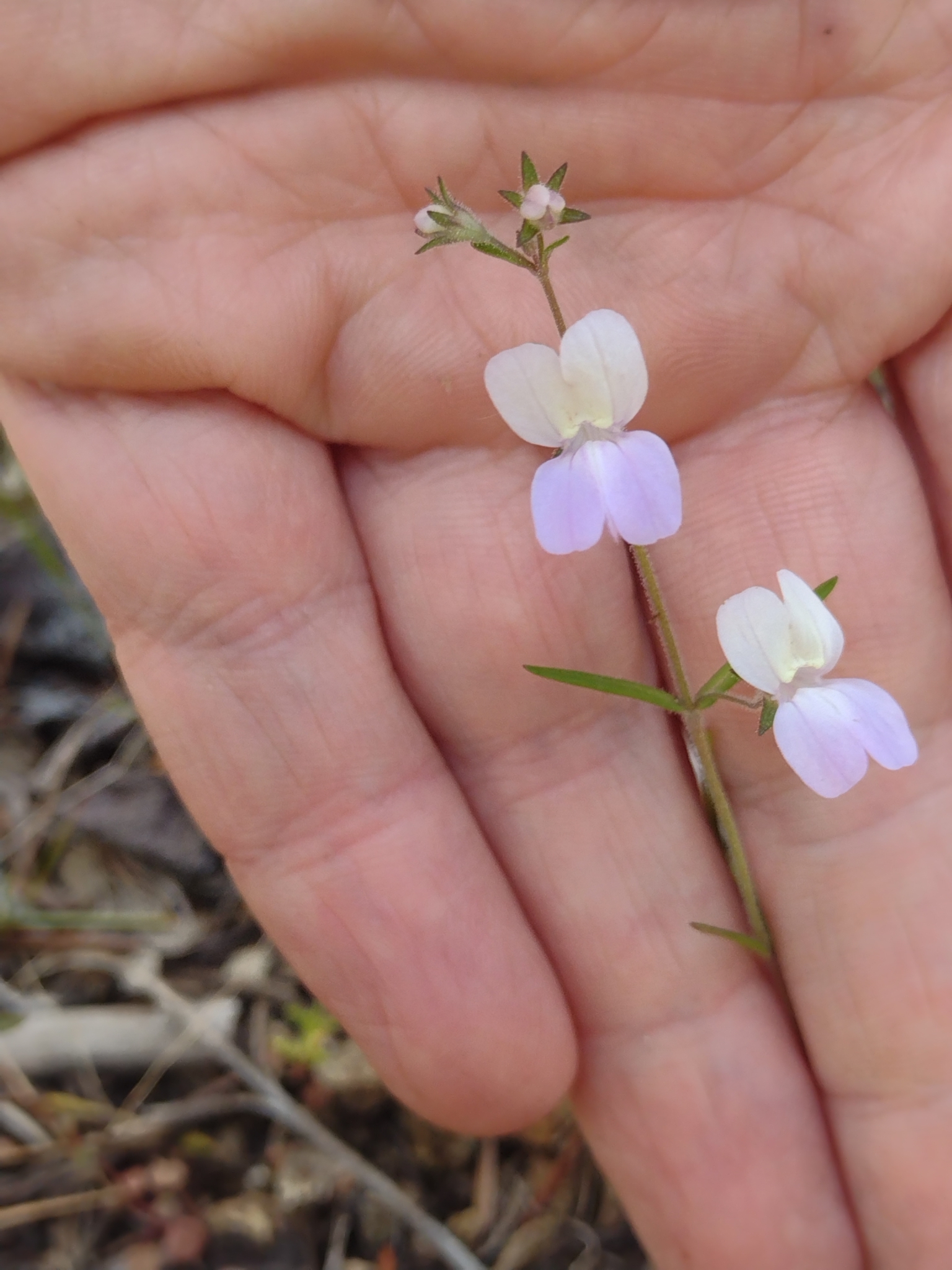 Collinsia linearis A.Gray