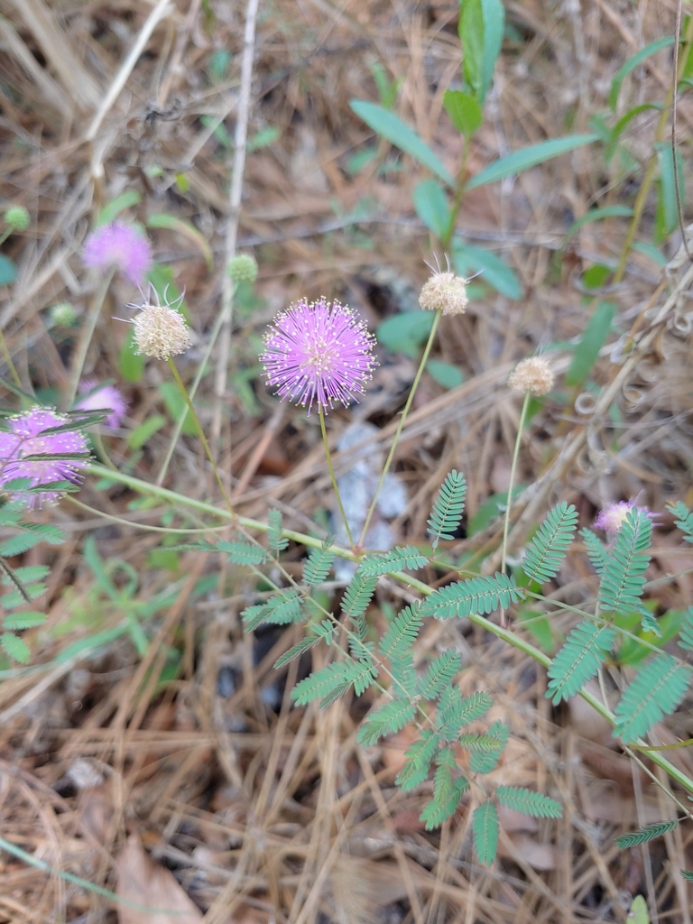 littleleaf sensitive-briar from Brooksville, FL 34601, USA on April 26 ...