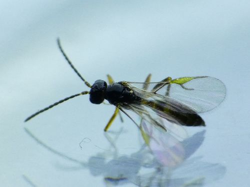 Cabbage Aphid Parasite (Diaeretiella rapae)