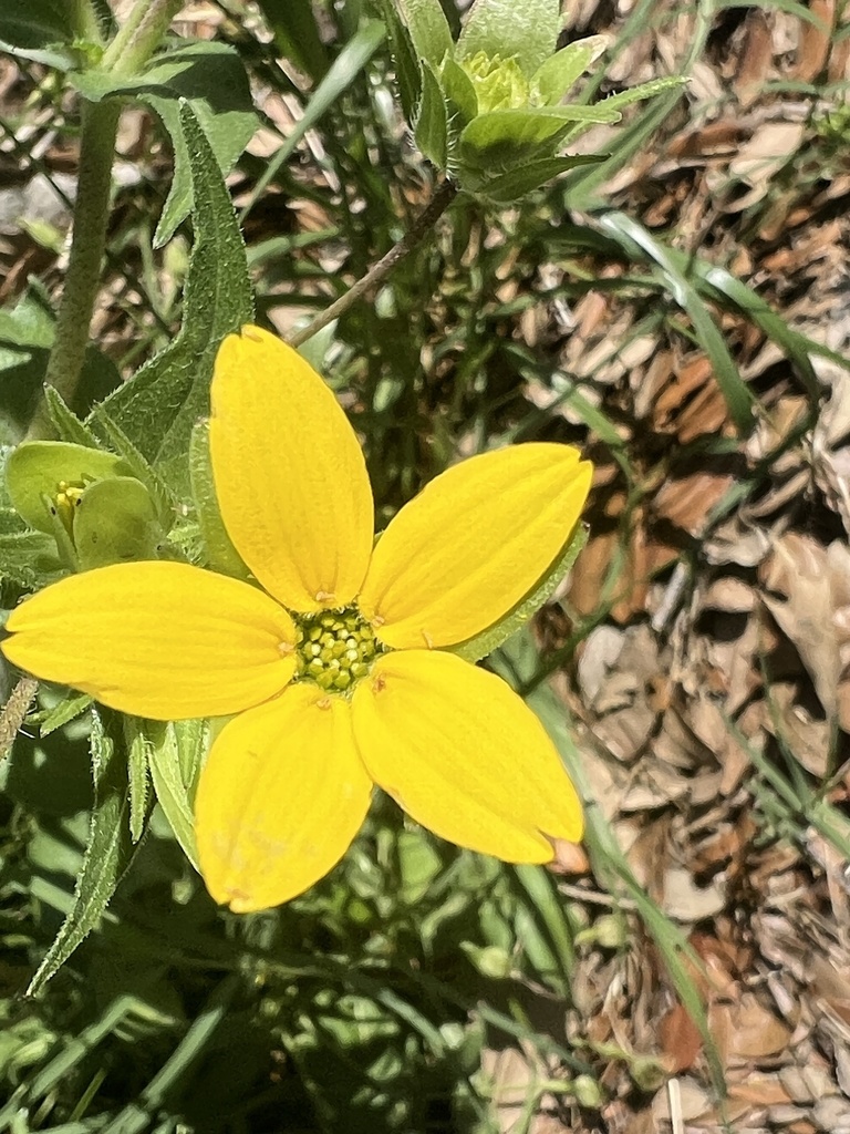 Texas yellow star from St Williams Loop, Round Rock, TX, US on April 26 ...
