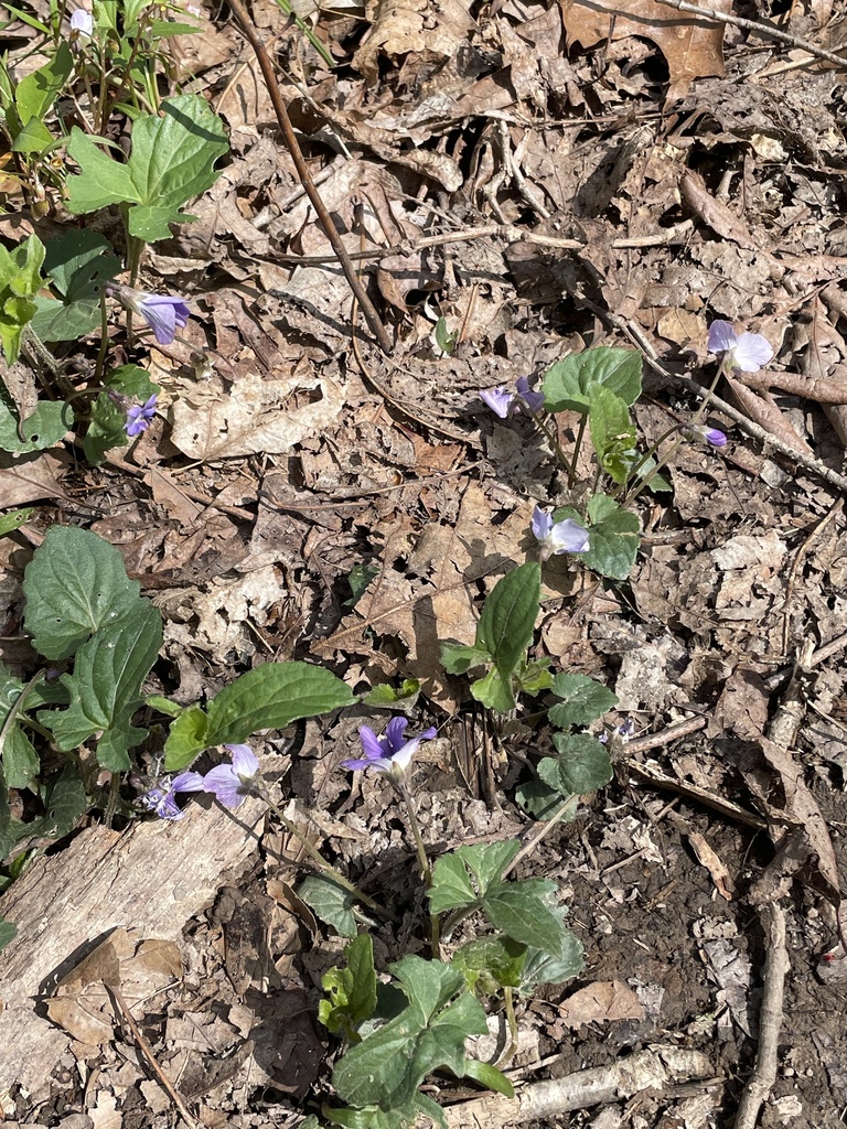 three-lobed violet from Athens, OH, US on April 26, 2022 at 03:32 PM by ...