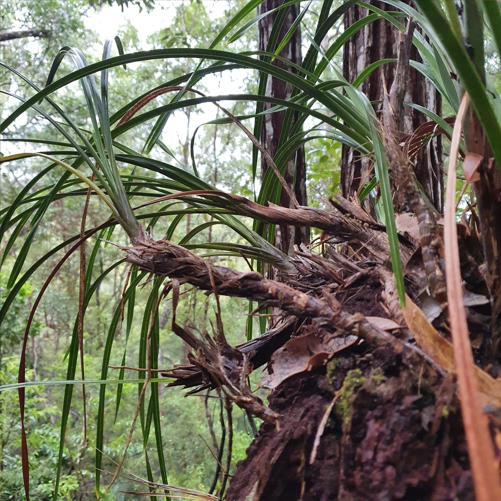 Snake Orchid in April 2022 by ronavery · iNaturalist