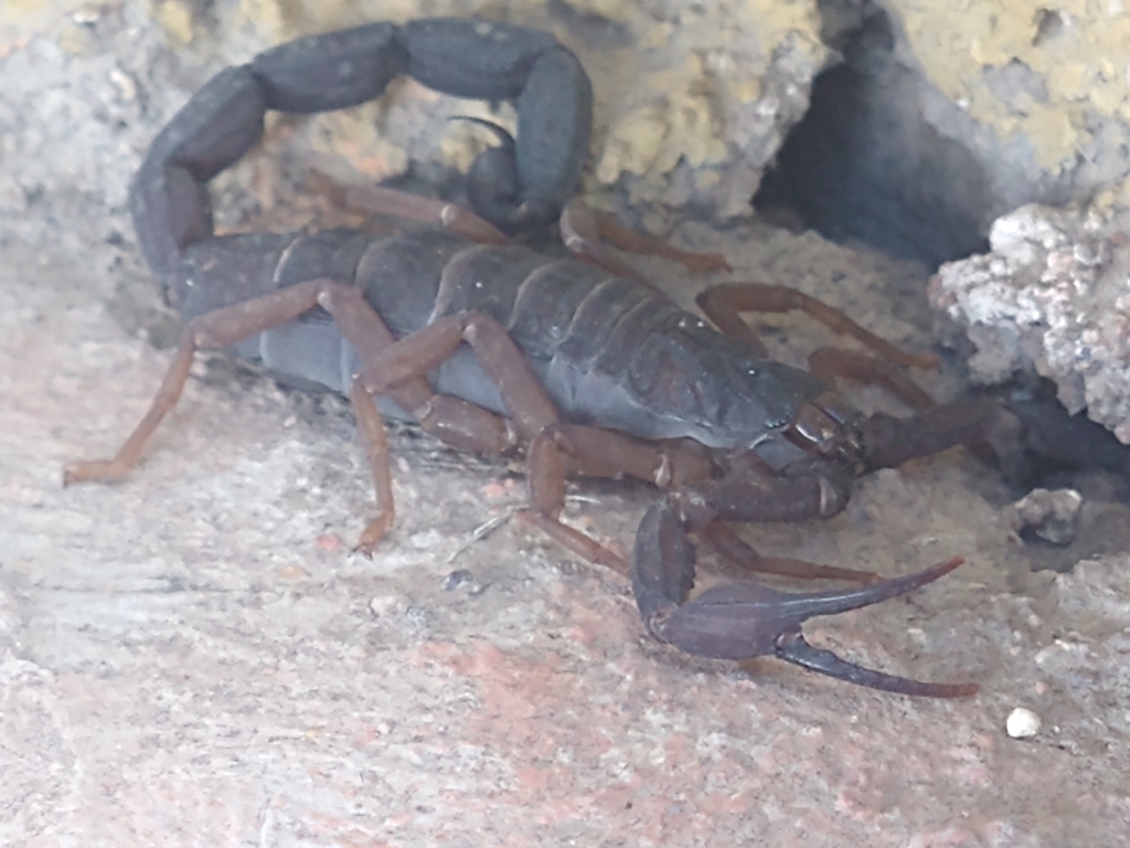Slender Brown Scorpion from Anfer, 79050 Cd Valles, S.L.P., México on ...