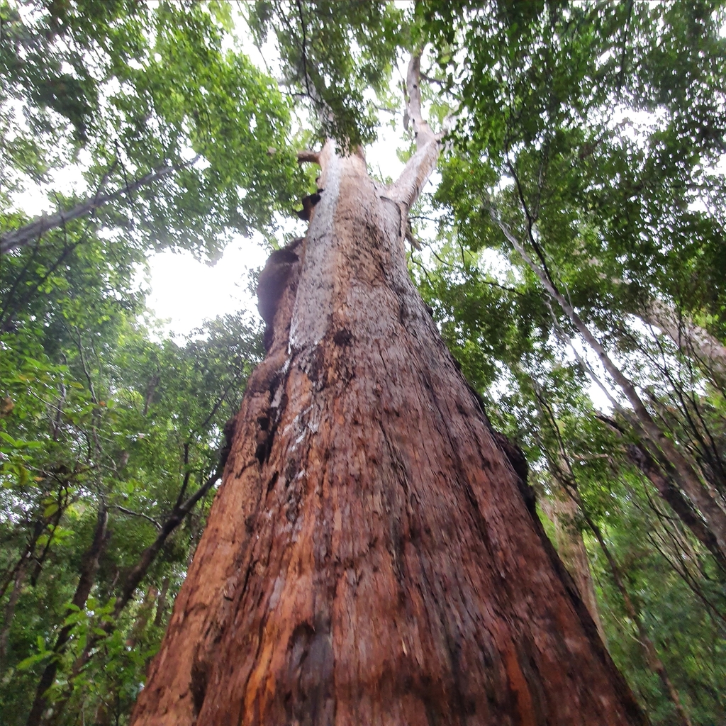 Tallowwood from Fraser Island (K'gari) QLD 4581, Australia on April 26 ...