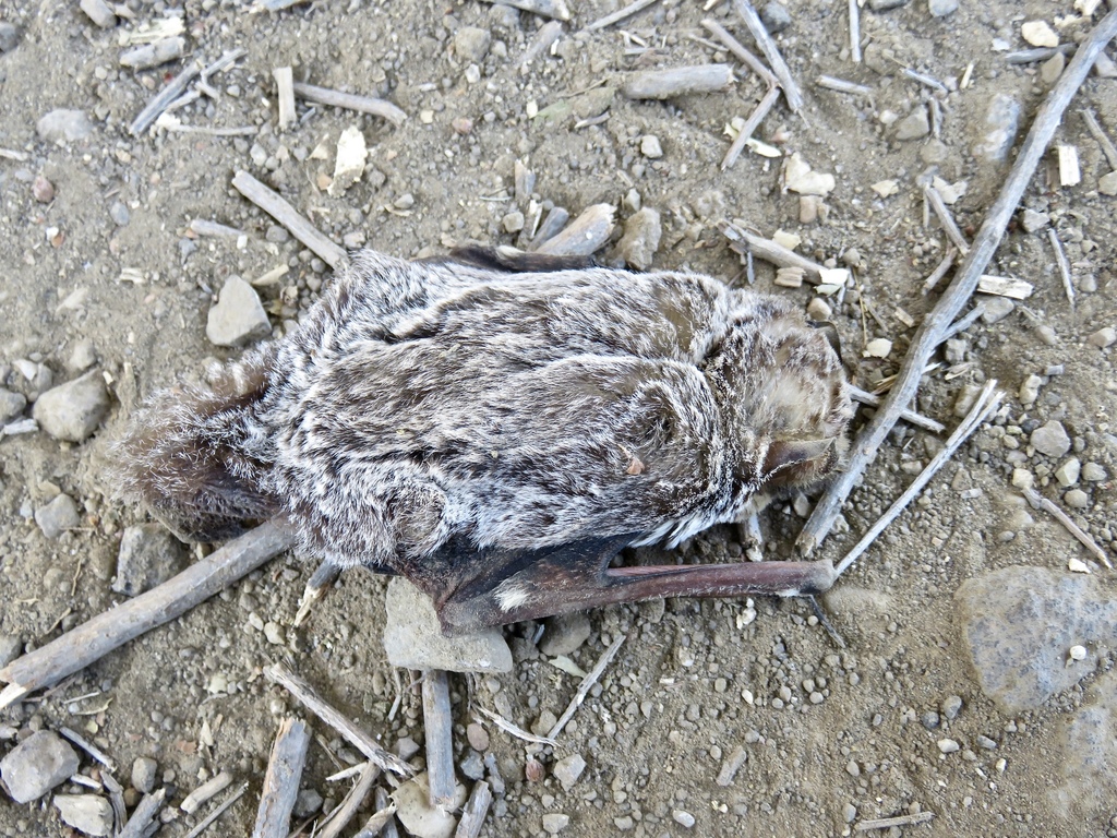 Hoary Bat from 1925 Las Virgenes Rd, Calabasas, CA 91302, USA on June 2 ...