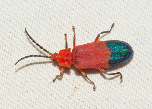 Thonalmus distinguendus · iNaturalist