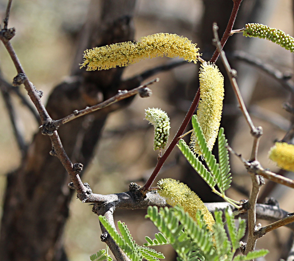 velvet mesquite (Neltuma velutina) - Botanical Realm