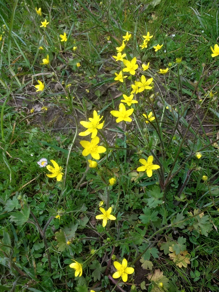 buttercups from Washington County, US-OR, US on April 26, 2022 at 12:52 ...