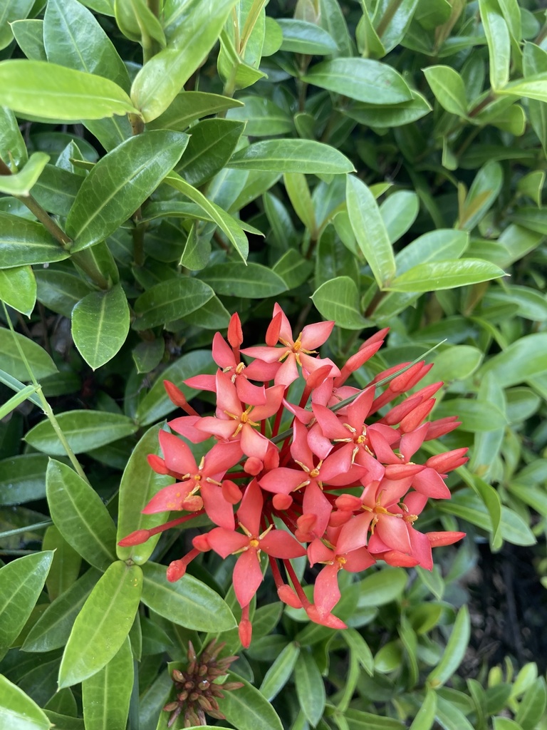 Jungle flame from Puerto Rico, Bayamón, Puerto Rico, US on April 26 ...