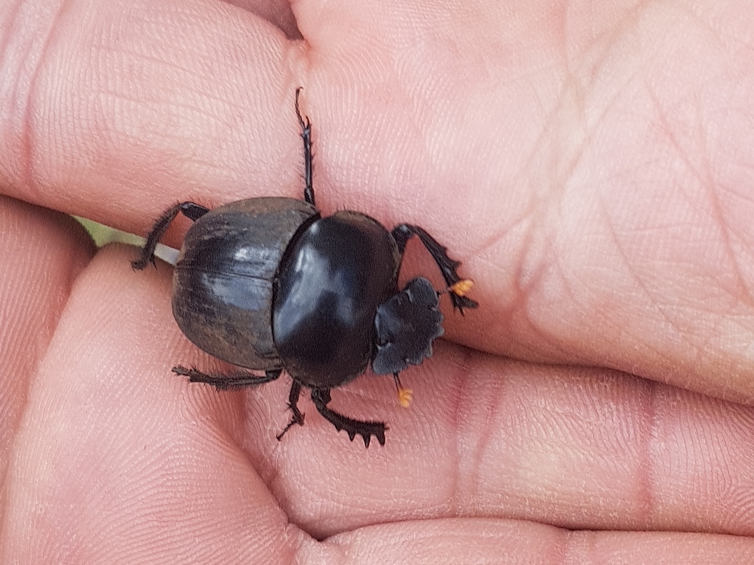 Scarabaeus rusticus (Boheman, 1857)