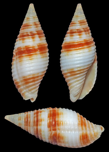 Pseudonebularia lienardi · iNaturalist