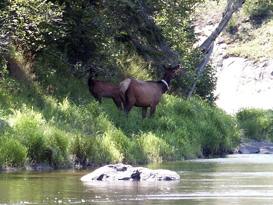 Wapiti from Sudbury District, ON, Canada on August 16, 2002 at 01:25 AM ...