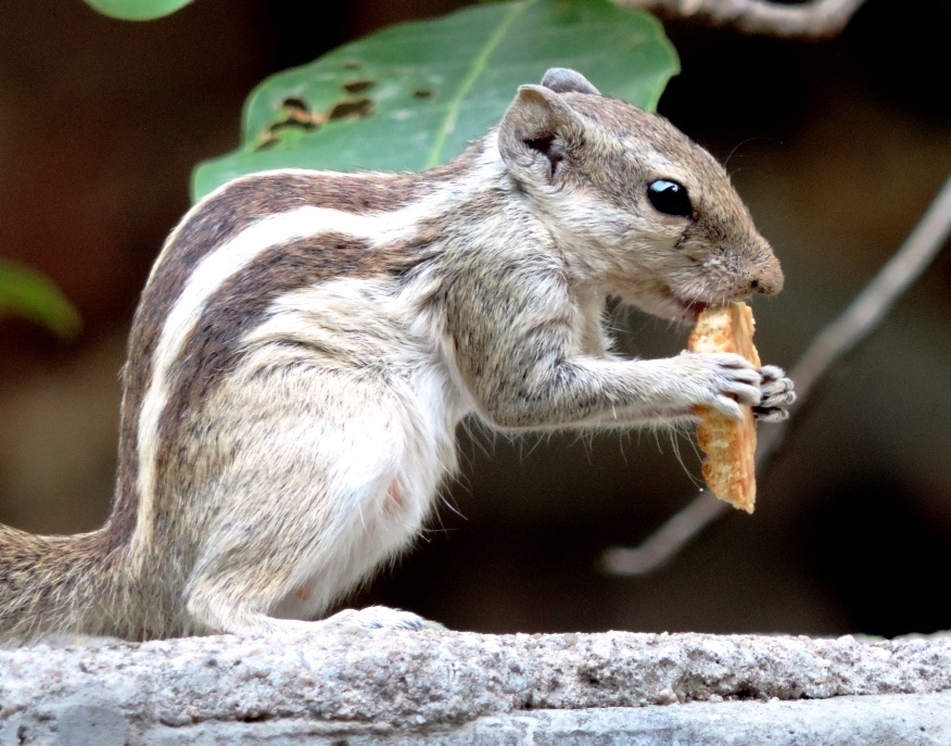 Five-striped Palm Squirrel (Mammals of Surendranagar district, Gujarat ...