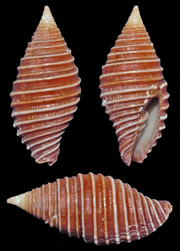 Pseudonebularia kantori · iNaturalist Mexico