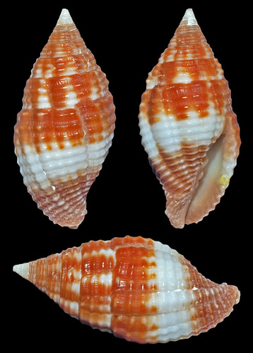 Pseudonebularia rubritincta · iNaturalist