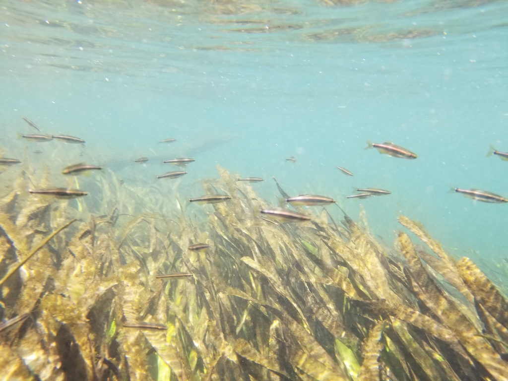 Metallic Shiner (Pteronotropis metallicus) - Marine Life Identification