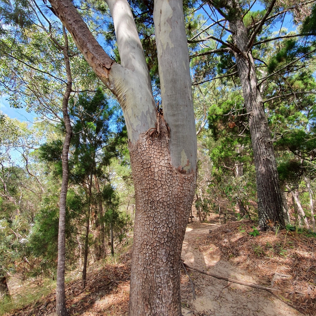 Blakella tessellaris (Logan RE 12.8.24 Flora) · iNaturalist