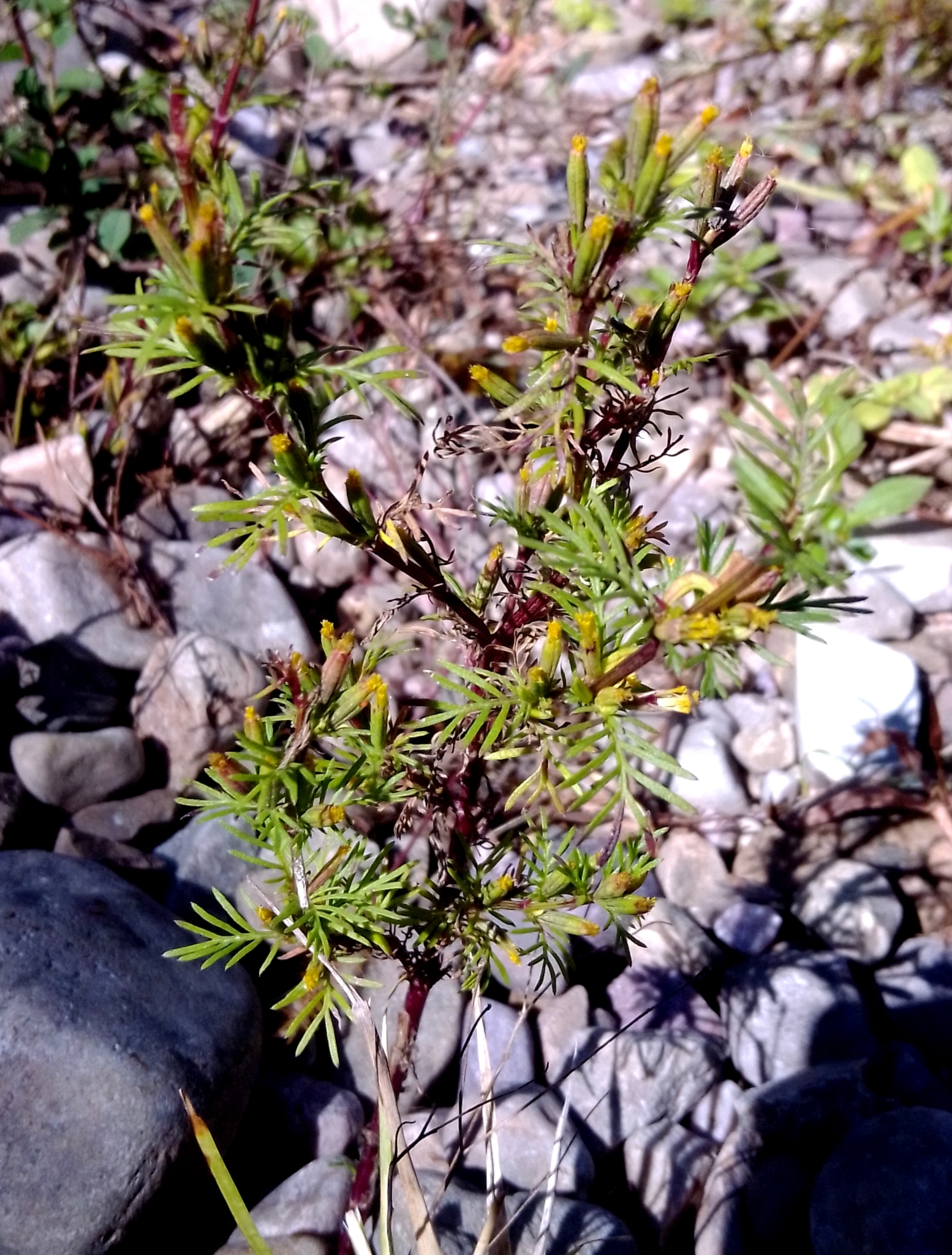 Tagetes filifolia Lag.