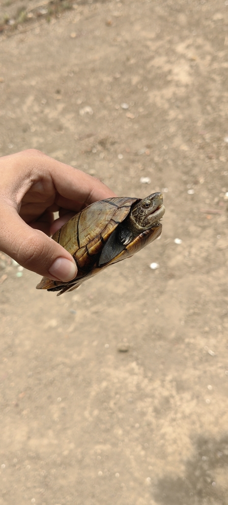 Central Chiapas Mud Turtle from Chiapas, México on April 26, 2022 at 12 ...