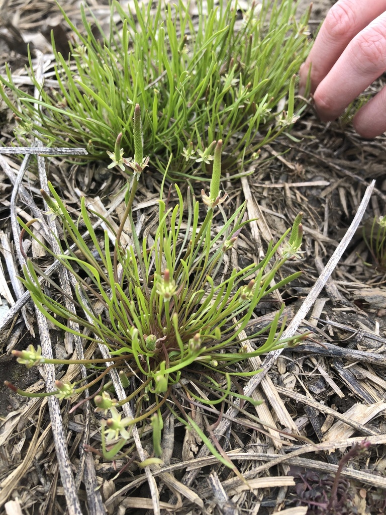 Tiny Mousetail from Essex, ON, CA on April 22, 2022 at 01:56 PM by ...