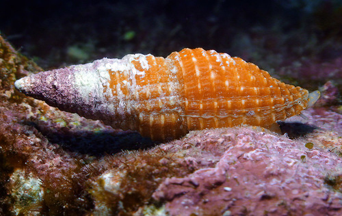 Pseudonebularia rubiginea · iNaturalist