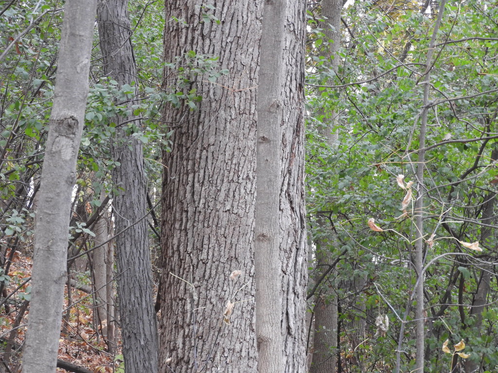 red oaks from Appleton, WI, USA on November 11, 2021 at 09:22 AM by ...