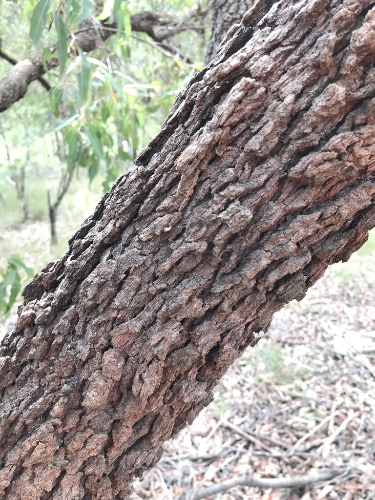 Pink Bloodwood from Chuwar, QLD, AU on April 27, 2022 at 10:55 AM by ...