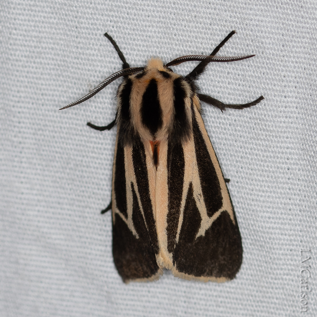 Apantesis from 1507 U.S. Hwy 70A, Hillsborough, NC 27278, USA on April ...