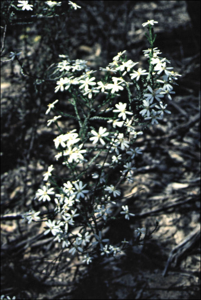 Cypress Daisy-bush from Wychitella Nature Conservation Reserve ...